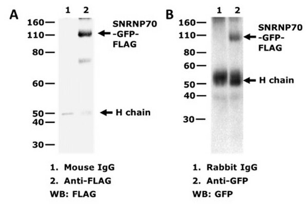 GFP, FLAG-tagged SNRNP70 mRNA | 03-903